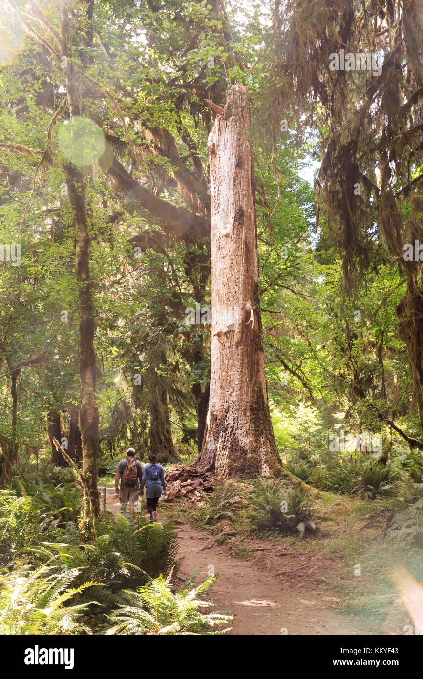 Hoh River Trail in the Hoh Rainforest, one of the largest temperate ...