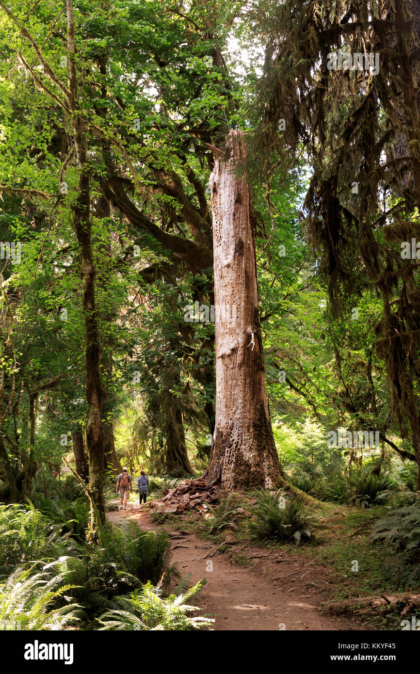 Temperate rainforest pacific northwest hi-res stock photography and ...