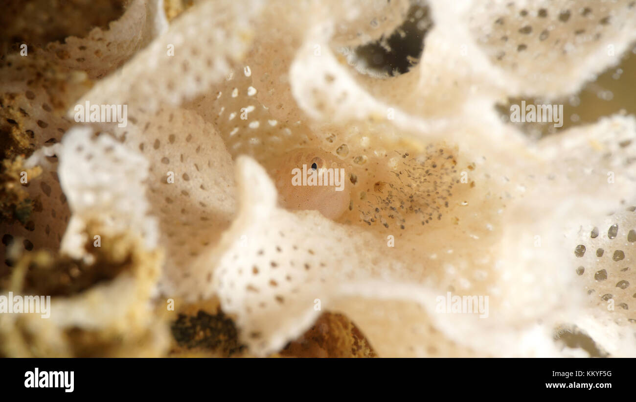Bryozone Goby with eggs Stock Photo - Alamy