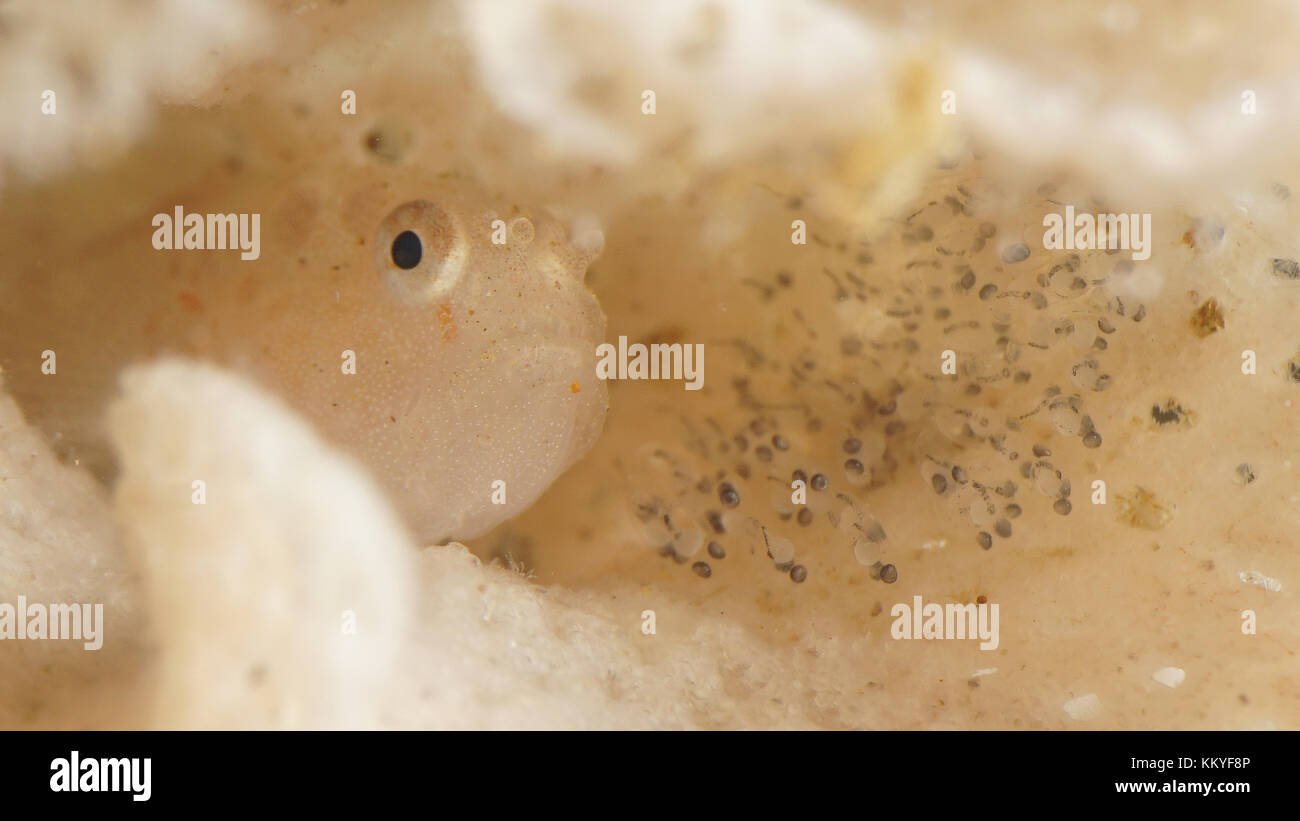 Bryozone Goby with eggs Stock Photo - Alamy