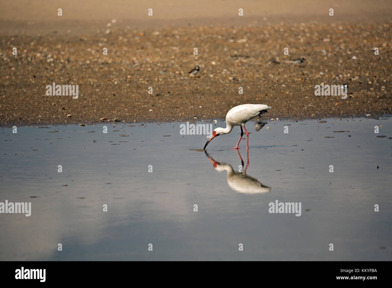 Shallow pond pebbles hi-res stock photography and images - Alamy