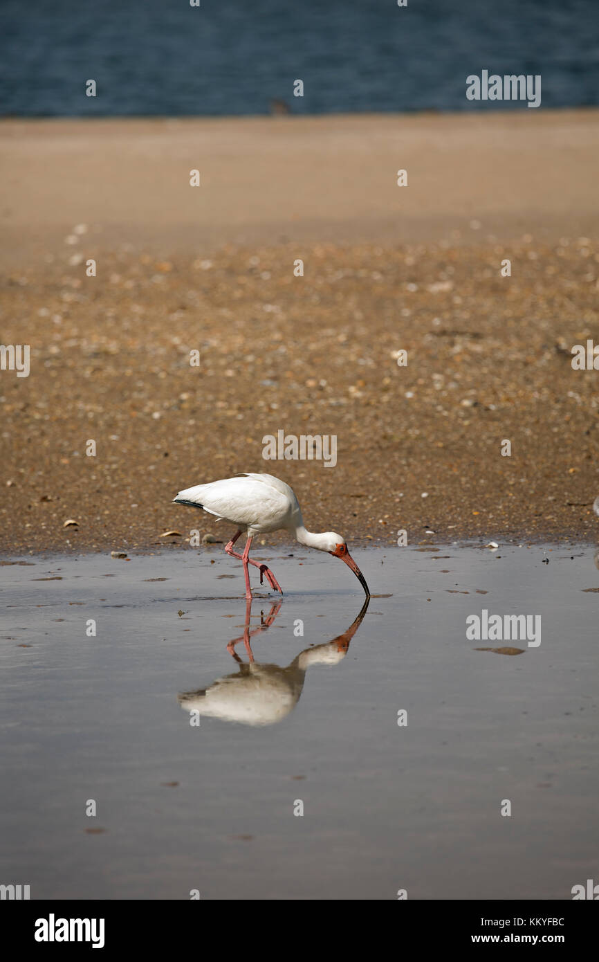 NC00981-00...NORTH CAROLINA - A white ibis feeding in a shallow pond on ...