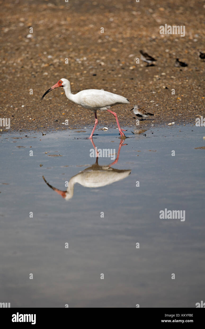Shallow pond pebbles hi-res stock photography and images - Alamy