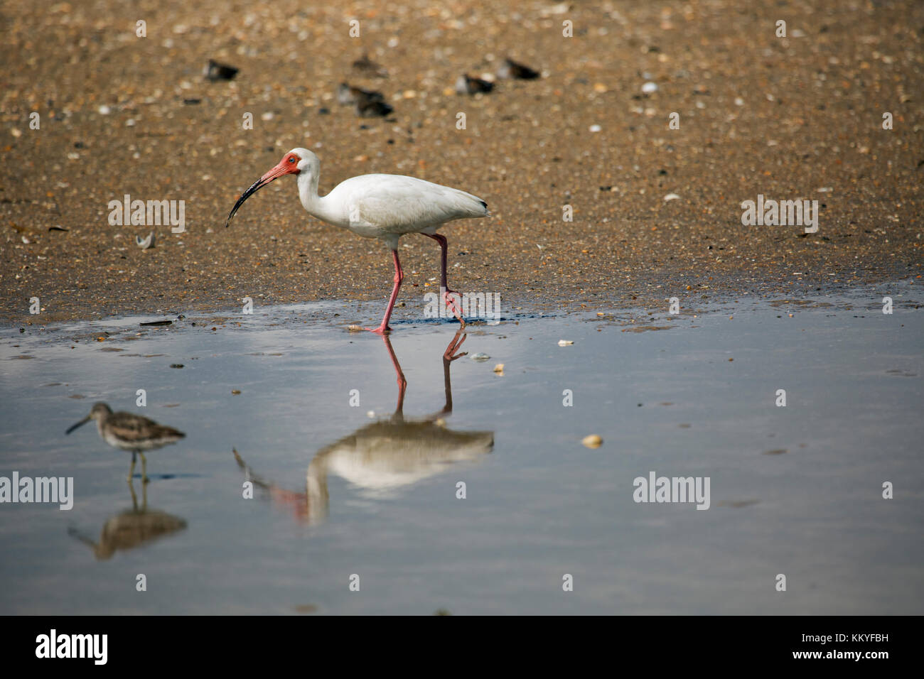 NC00983-00...NORTH CAROLINA - A white ibis feeding in a shallow pond on ...