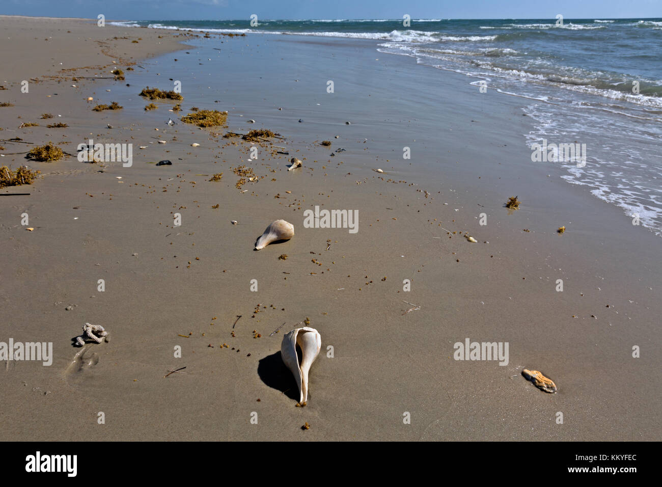 Carolina coast shell hi-res stock photography and images - Alamy
