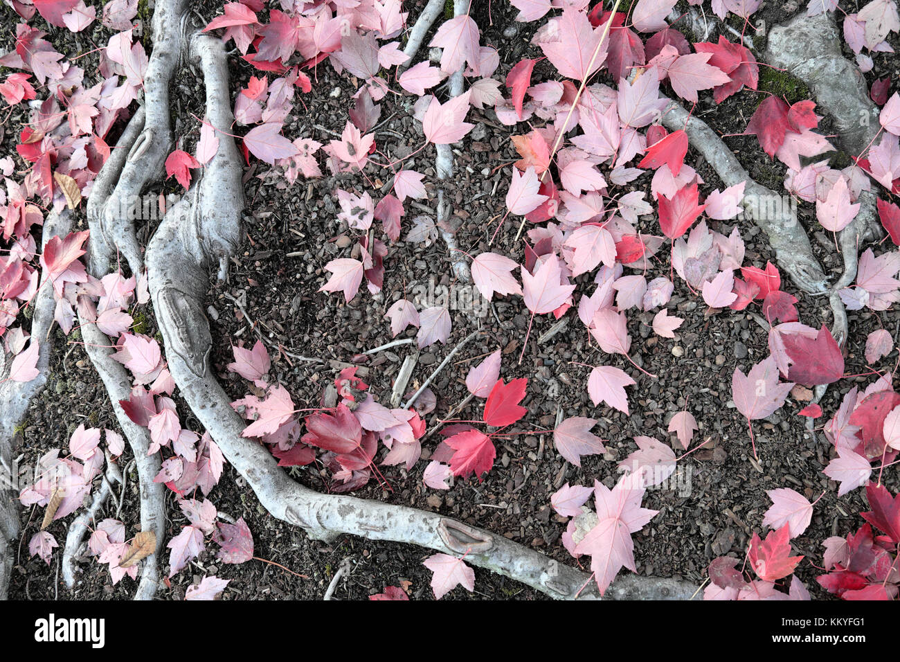 Ground color exposed hi-res stock photography and images - Alamy