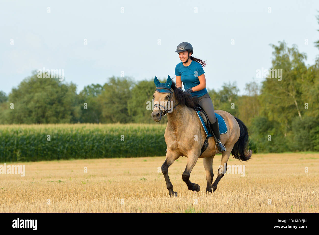 Rider on back of a dun German pony cantering in a stubble field Stock ...