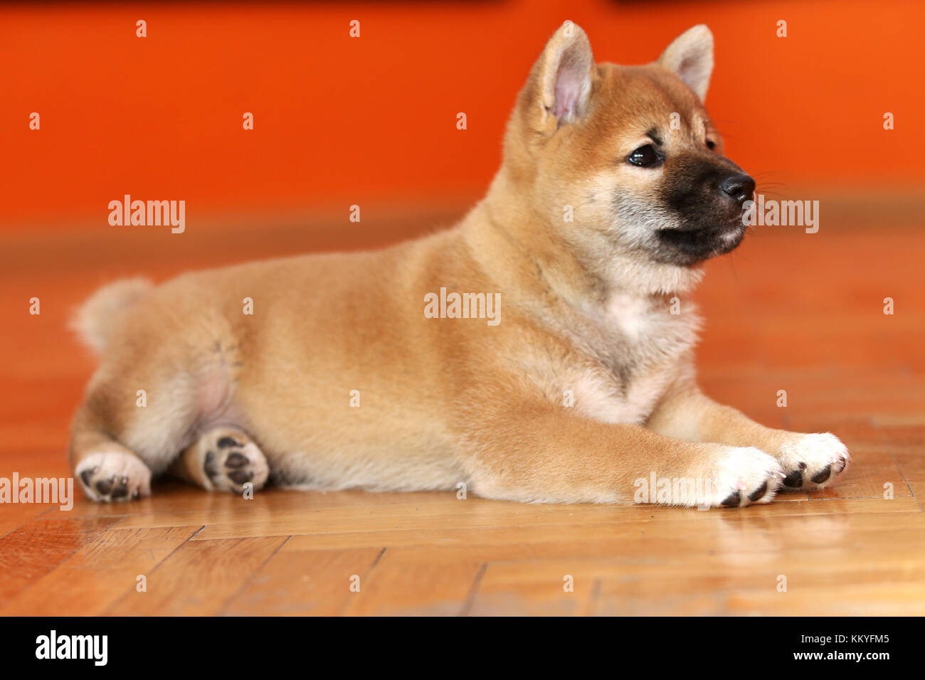 Puppy of japanese dog akita inu having fun at photo studio Stock Photo ...