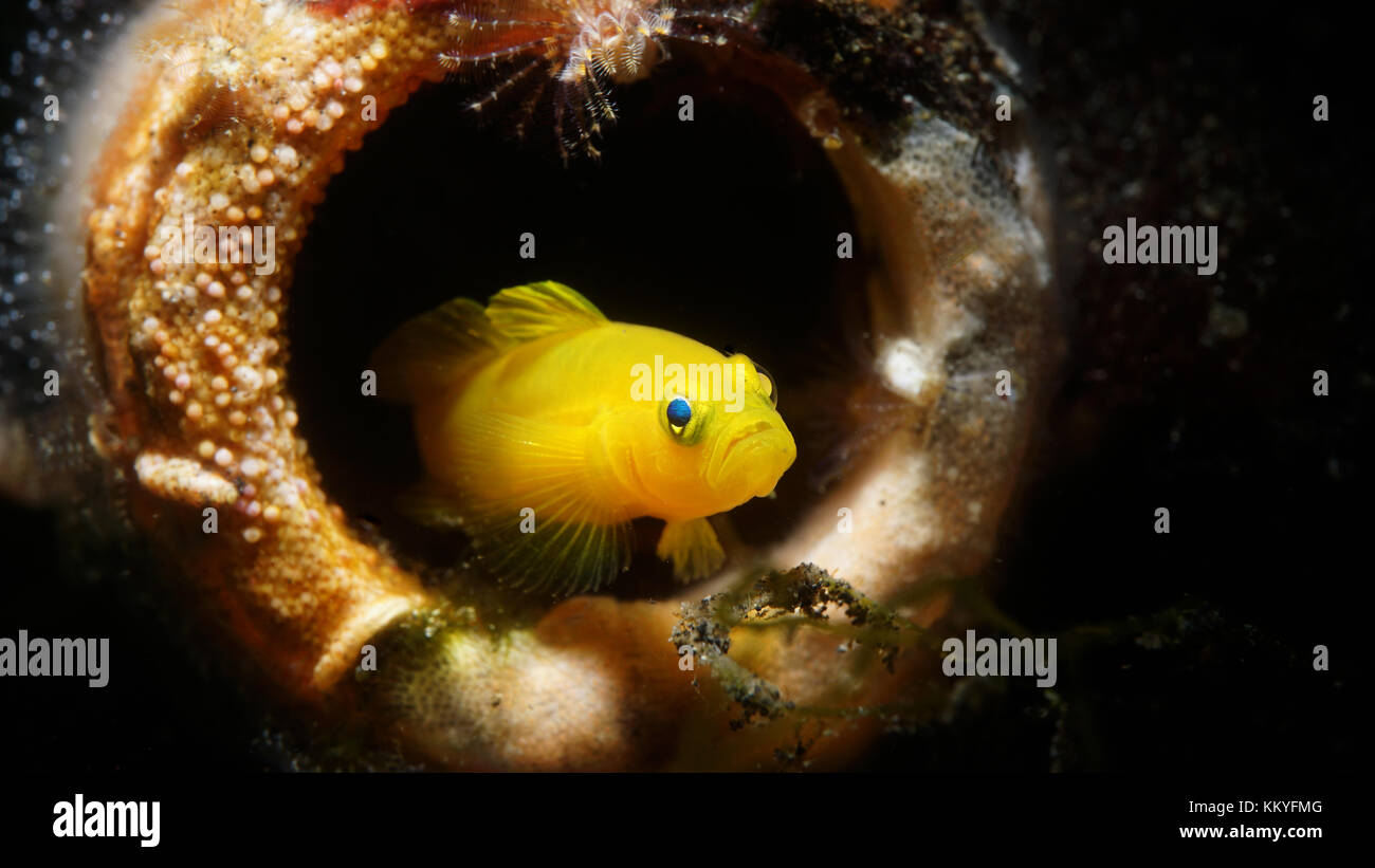 Yellow Dwarf Goby in Bottle Stock Photo - Alamy