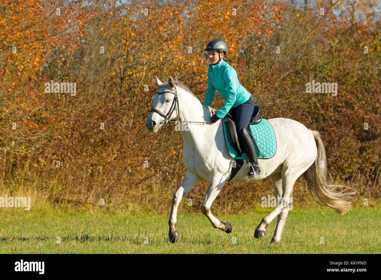 Rider on back of a German pony hacking in autumn Stock Photo - Alamy