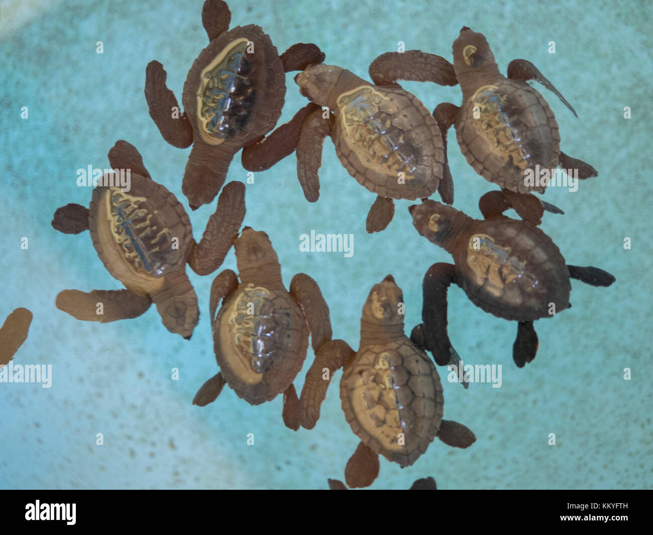 Sea turtle hatchlings in holding tank at Reef Seen Turtle Hatchery ...
