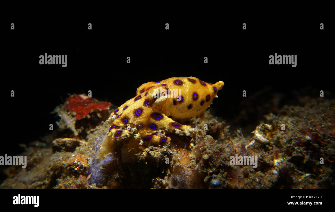 Blue Ringed Octopus Stock Photo - Alamy