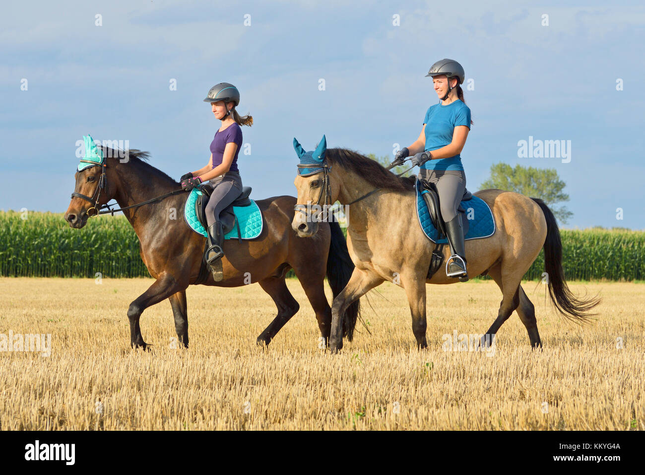 Two girl on back of German ponies riding walk in a stubble field Stock ...