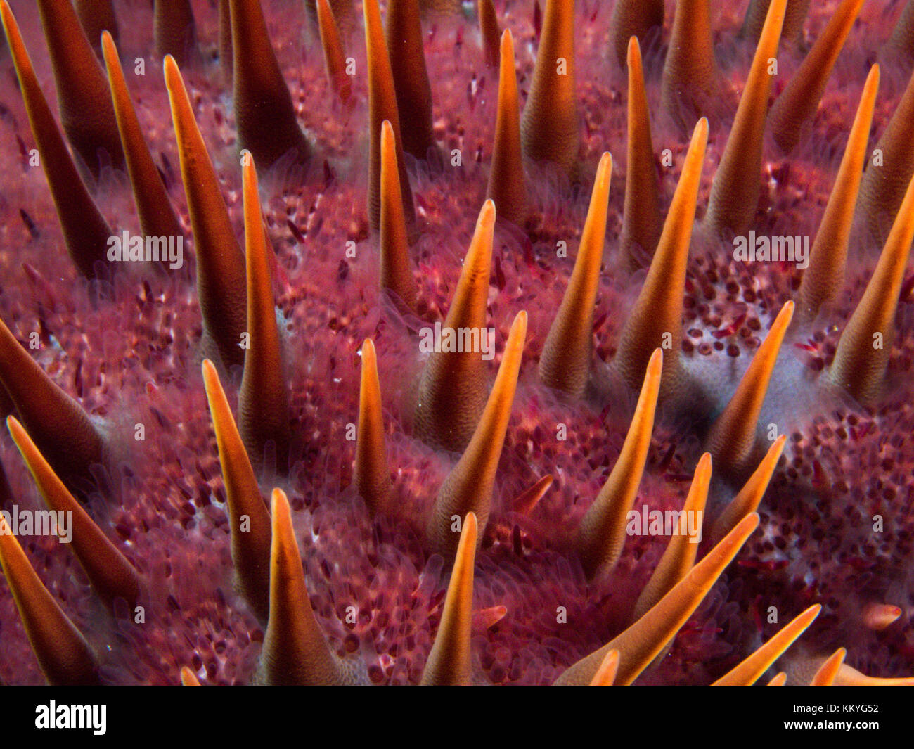 Crown-of-thorns starfish, Acanthaster planci close up of spines Stock ...