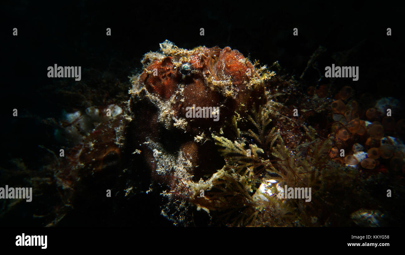 Frogfish philippines hi-res stock photography and images - Alamy