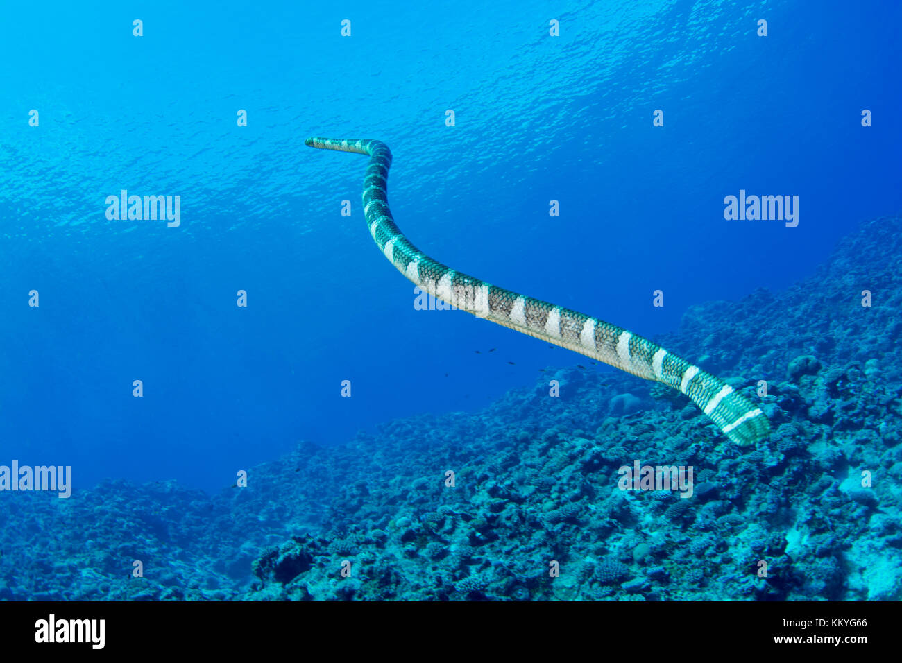 Banded Sea Snake Tail