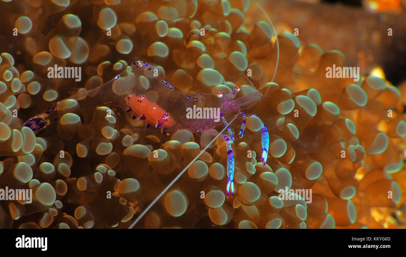 Soft Coral Shrimp with Eggs Stock Photo - Alamy