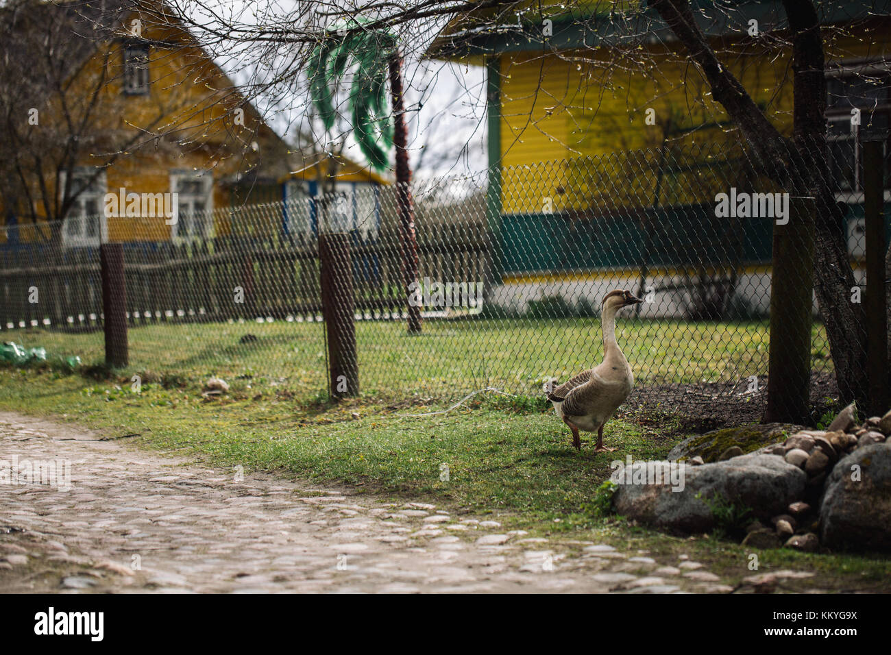 Wild Greylag geese in the village. Farmyard domestic goose Stock Photo ...