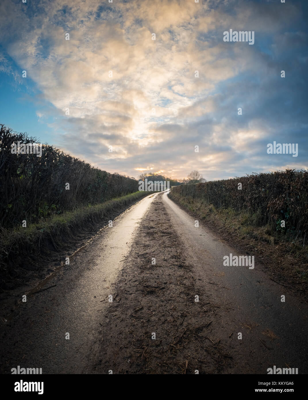 evening light on a country road in the uk Stock Photo - Alamy