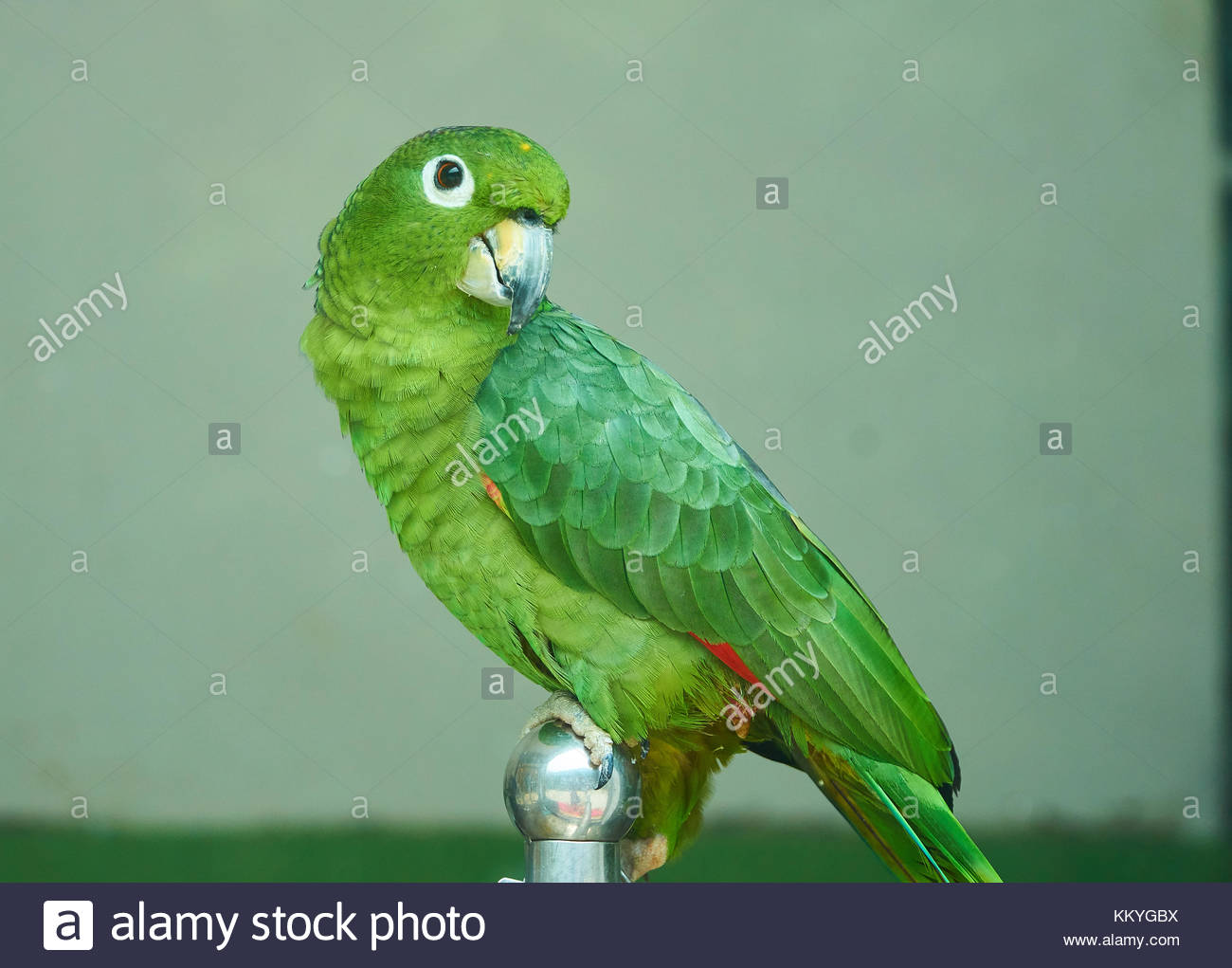 Australian Parrot Stock Photos & Australian Parrot Stock Images - Alamy