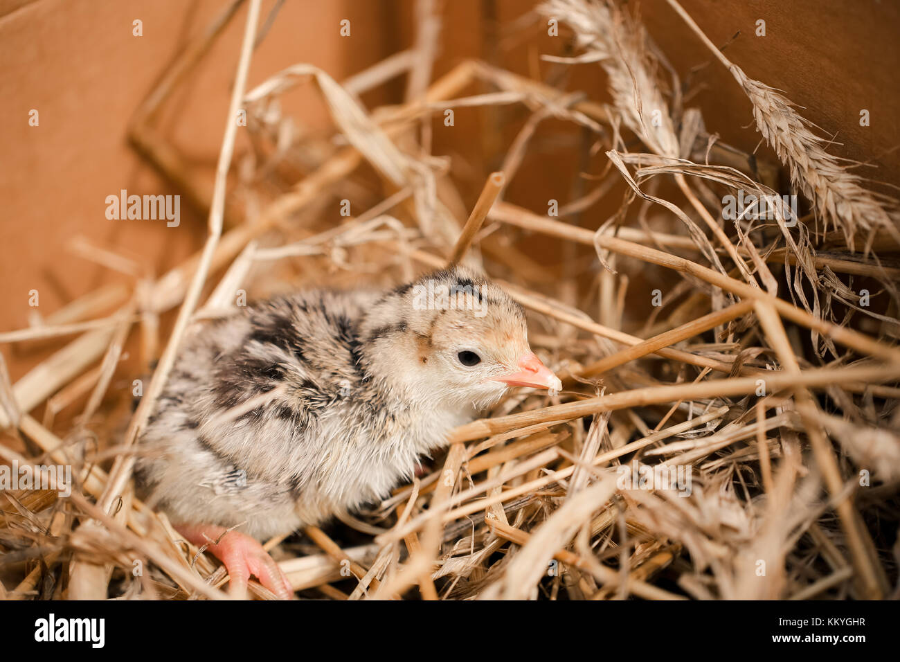 Portrait of little Turkey on a farm, closeup photo Stock Photo - Alamy