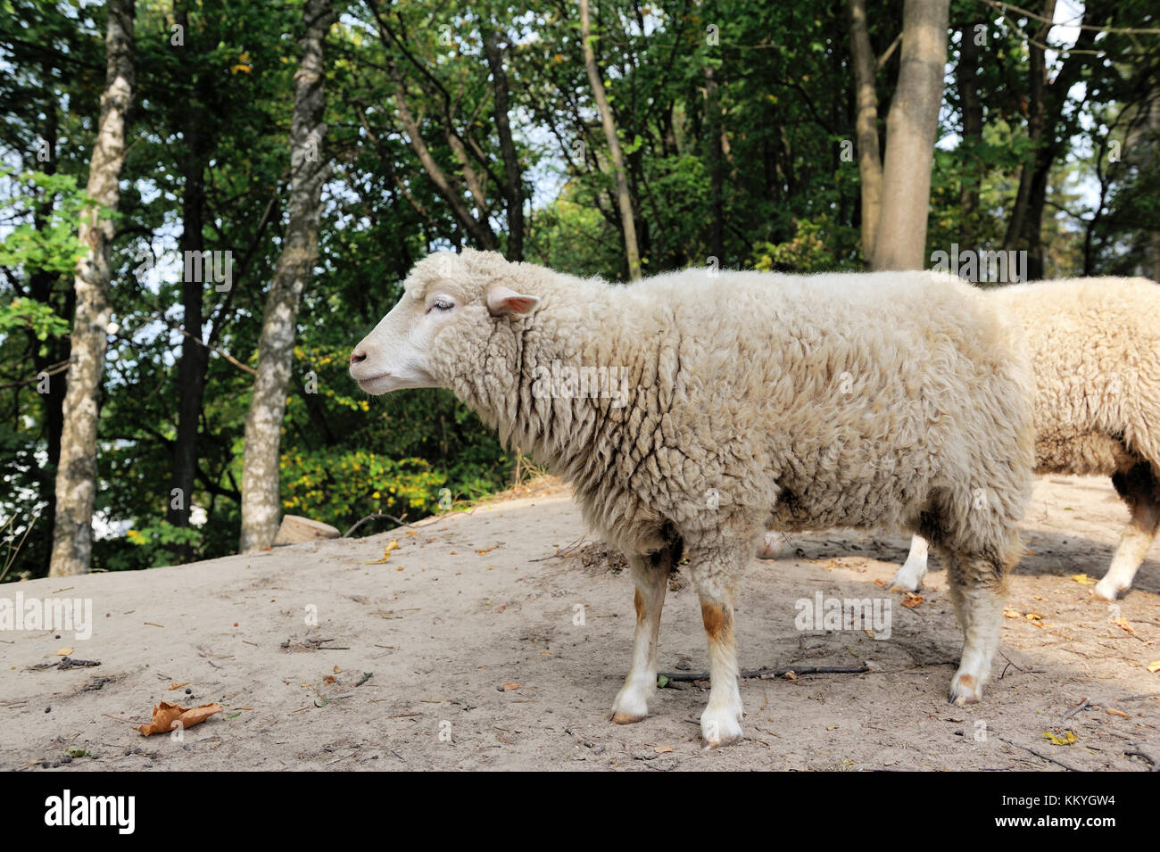 Sheep close up on a background of the forest Stock Photo - Alamy