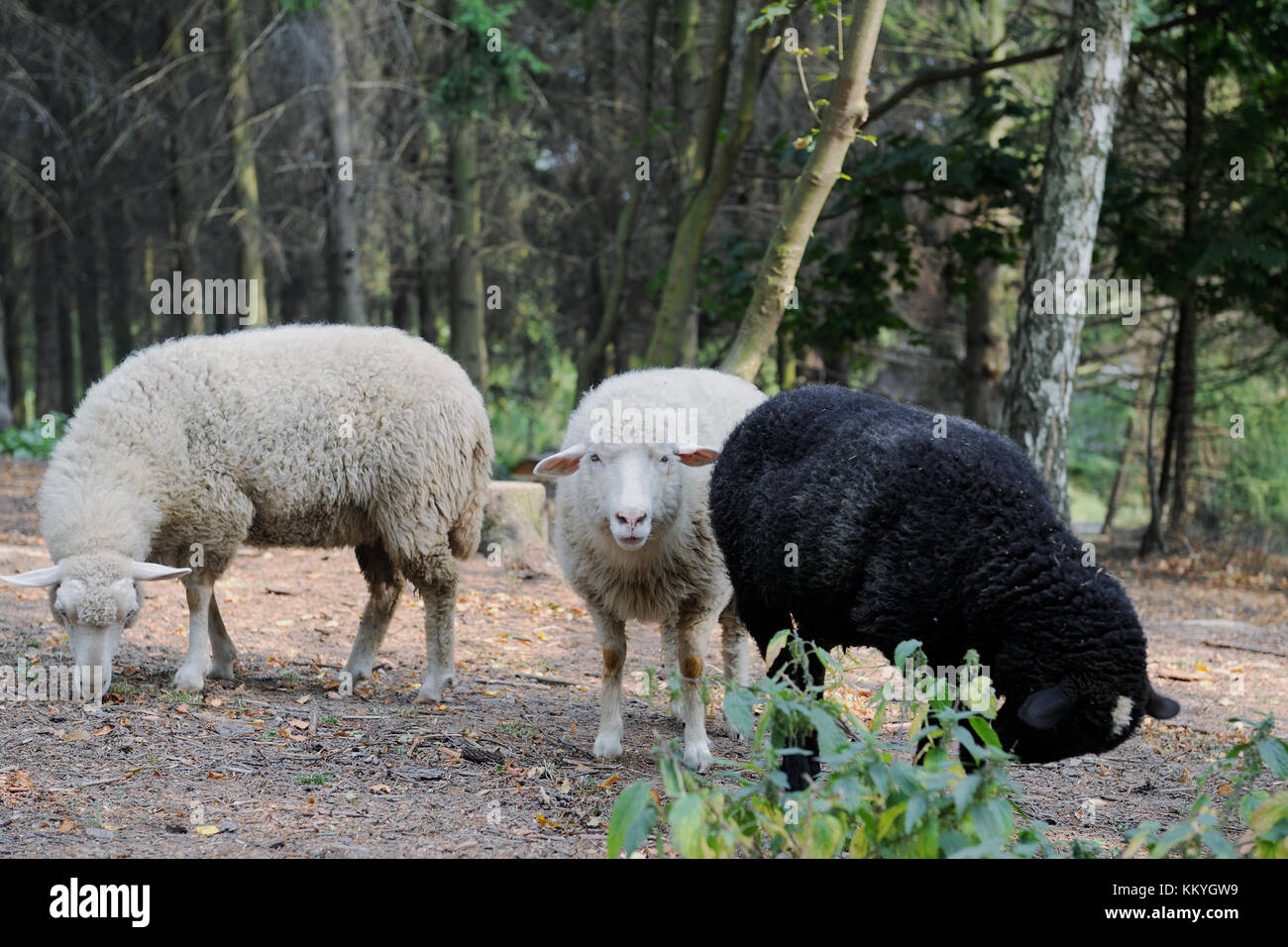 Sheep close up on a background of the forest Stock Photo - Alamy