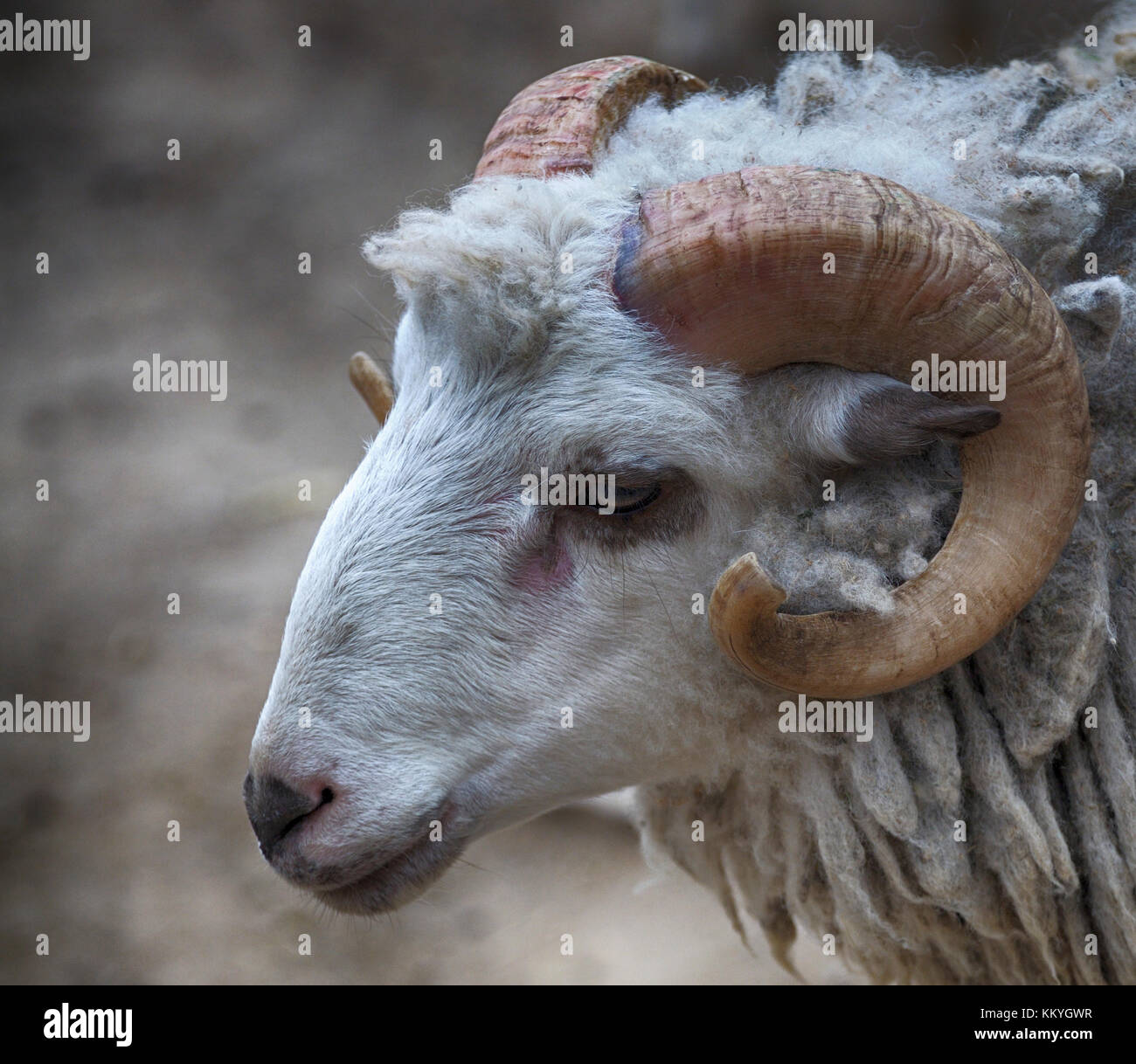 Ovis canadensis closeup hi-res stock photography and images - Alamy