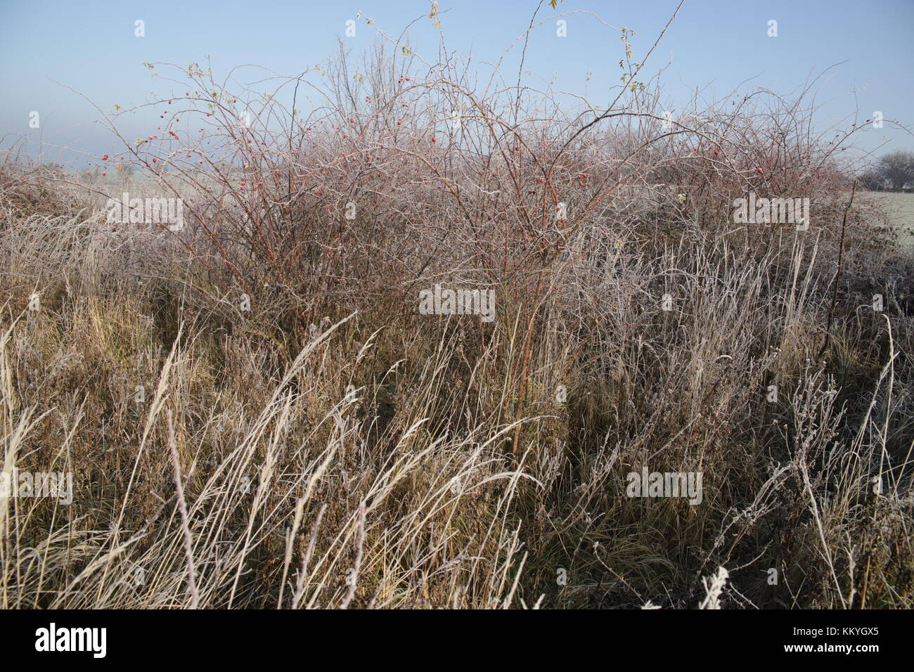 Chilli Morning High Resolution Stock Photography and Images - Alamy