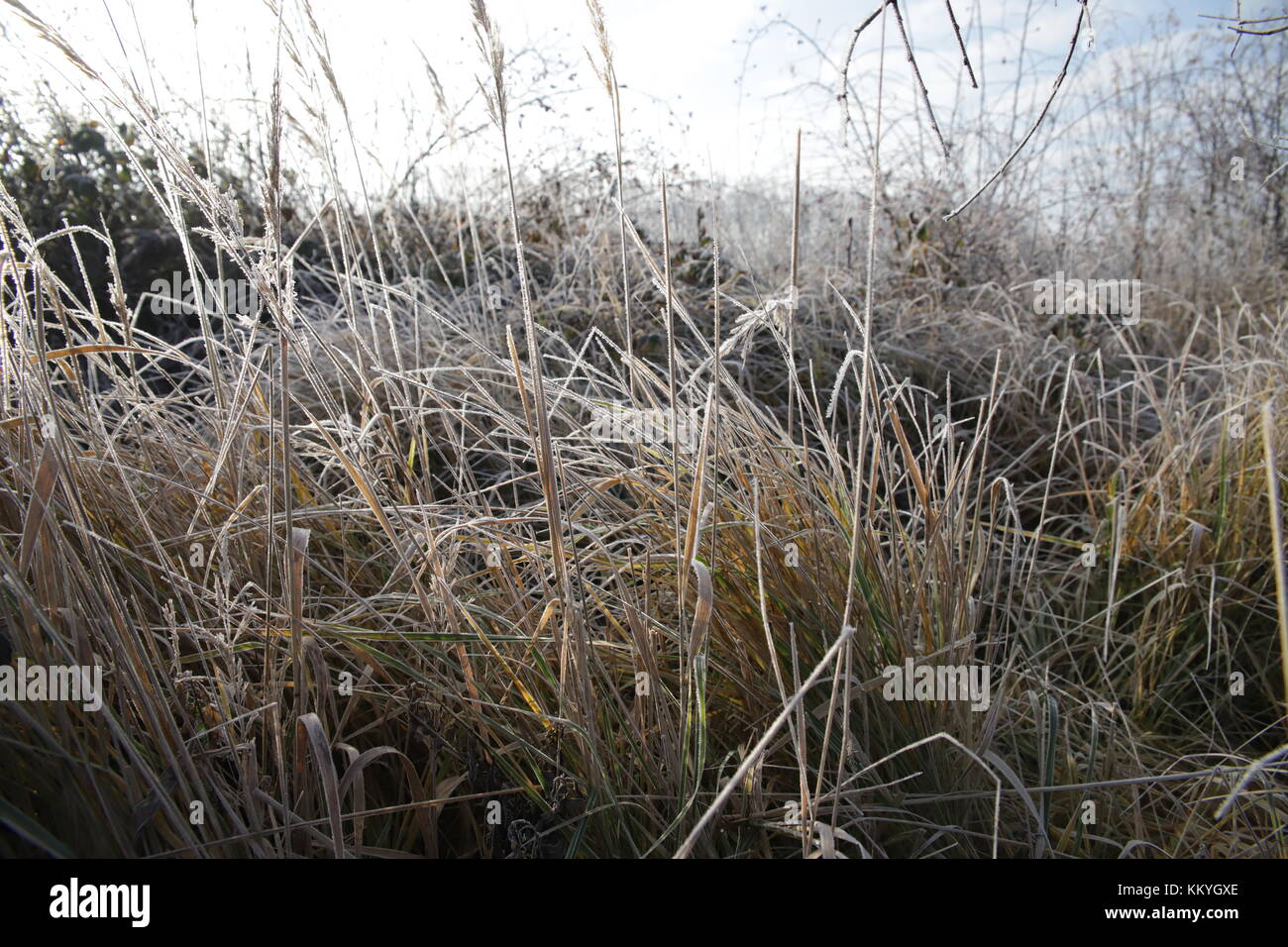 Chilli morning hi-res stock photography and images - Alamy