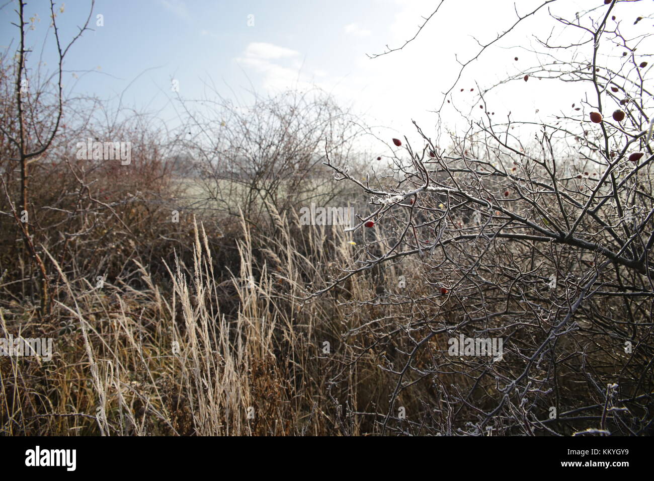 Chilli Morning High Resolution Stock Photography and Images - Alamy