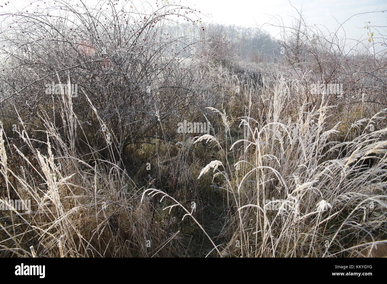 Chilli Morning High Resolution Stock Photography and Images - Alamy
