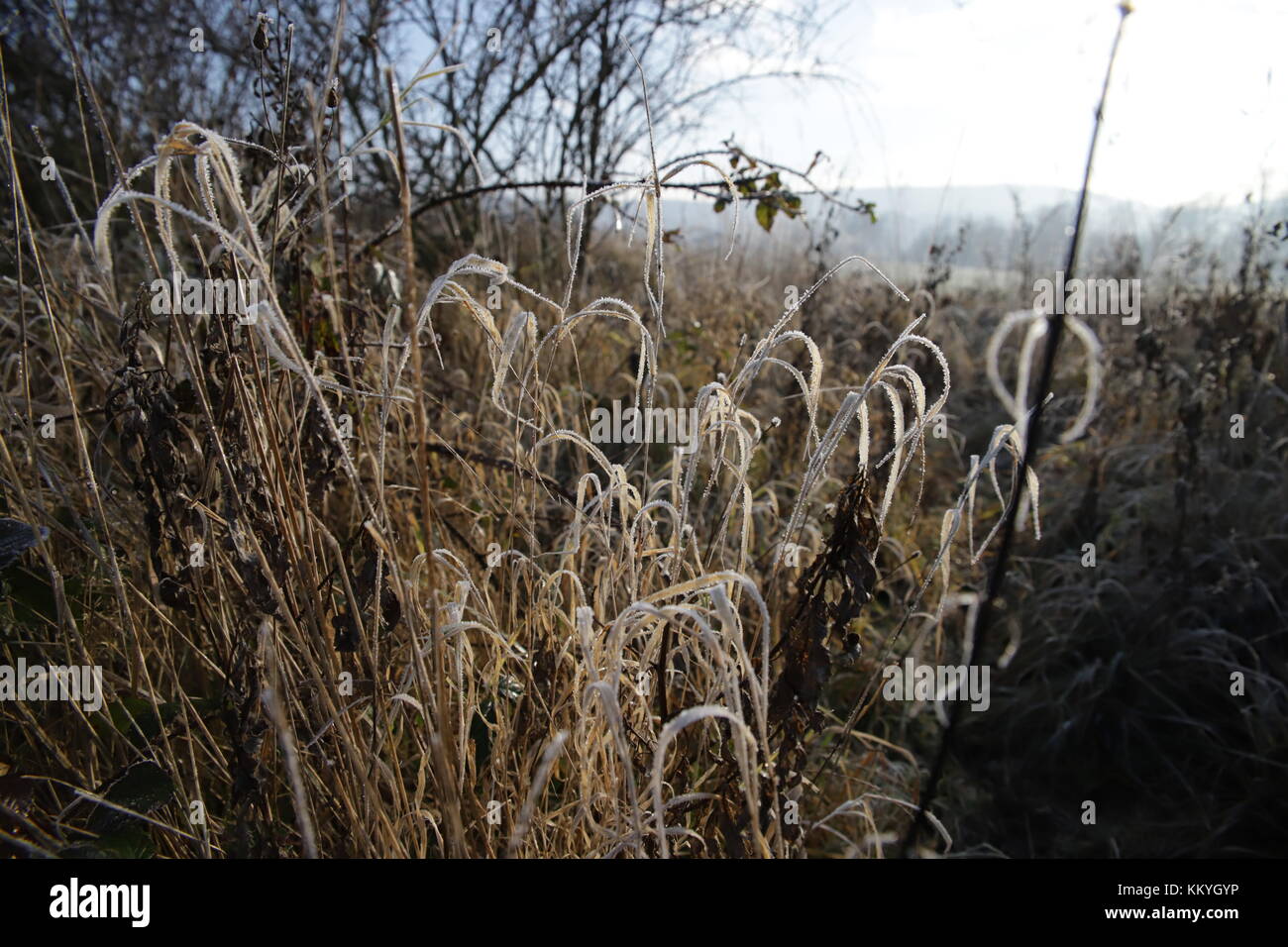 Chilli Morning High Resolution Stock Photography and Images - Alamy