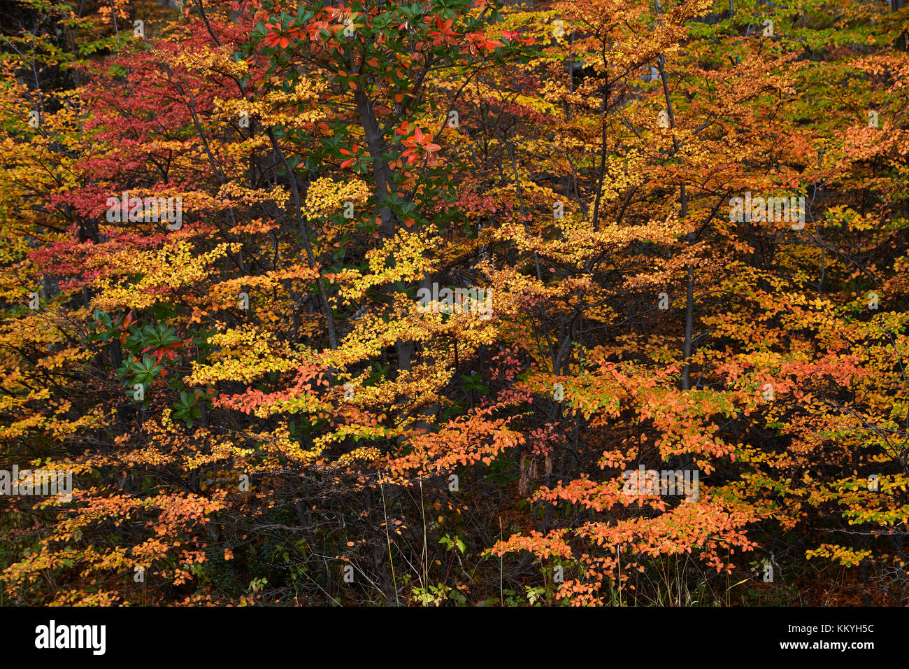 Lenga trees in autumn, near El Chalten, Parque Nacional Los Glaciares ...