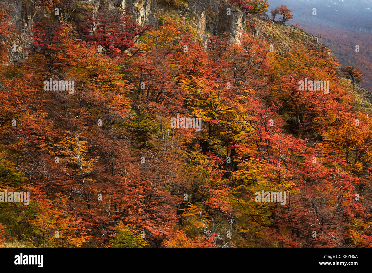 Lenga tree hi-res stock photography and images - Alamy