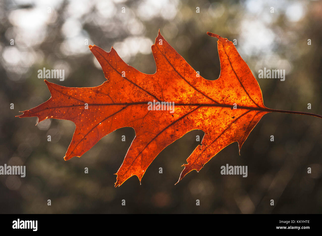 Red oak leaf hi-res stock photography and images - Alamy