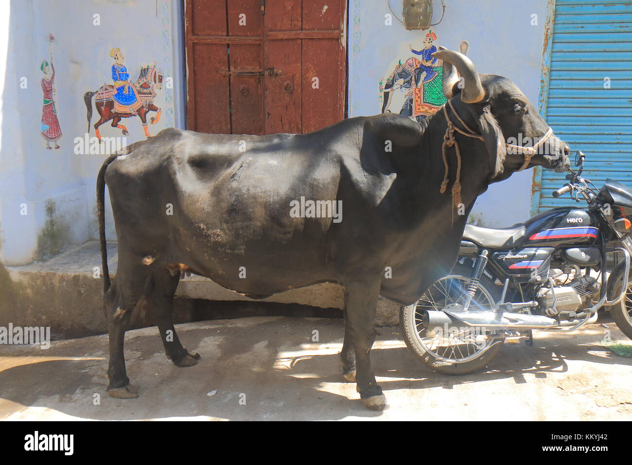 Street cow in Udaipur India Stock Photo - Alamy
