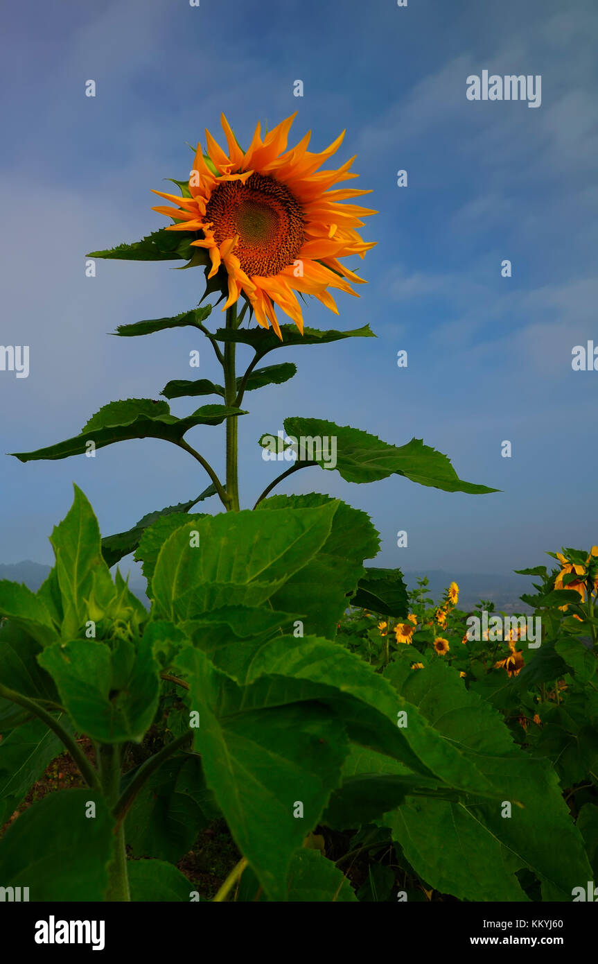 Sunflowers are blooming in the early morning before sunrise Stock Photo ...