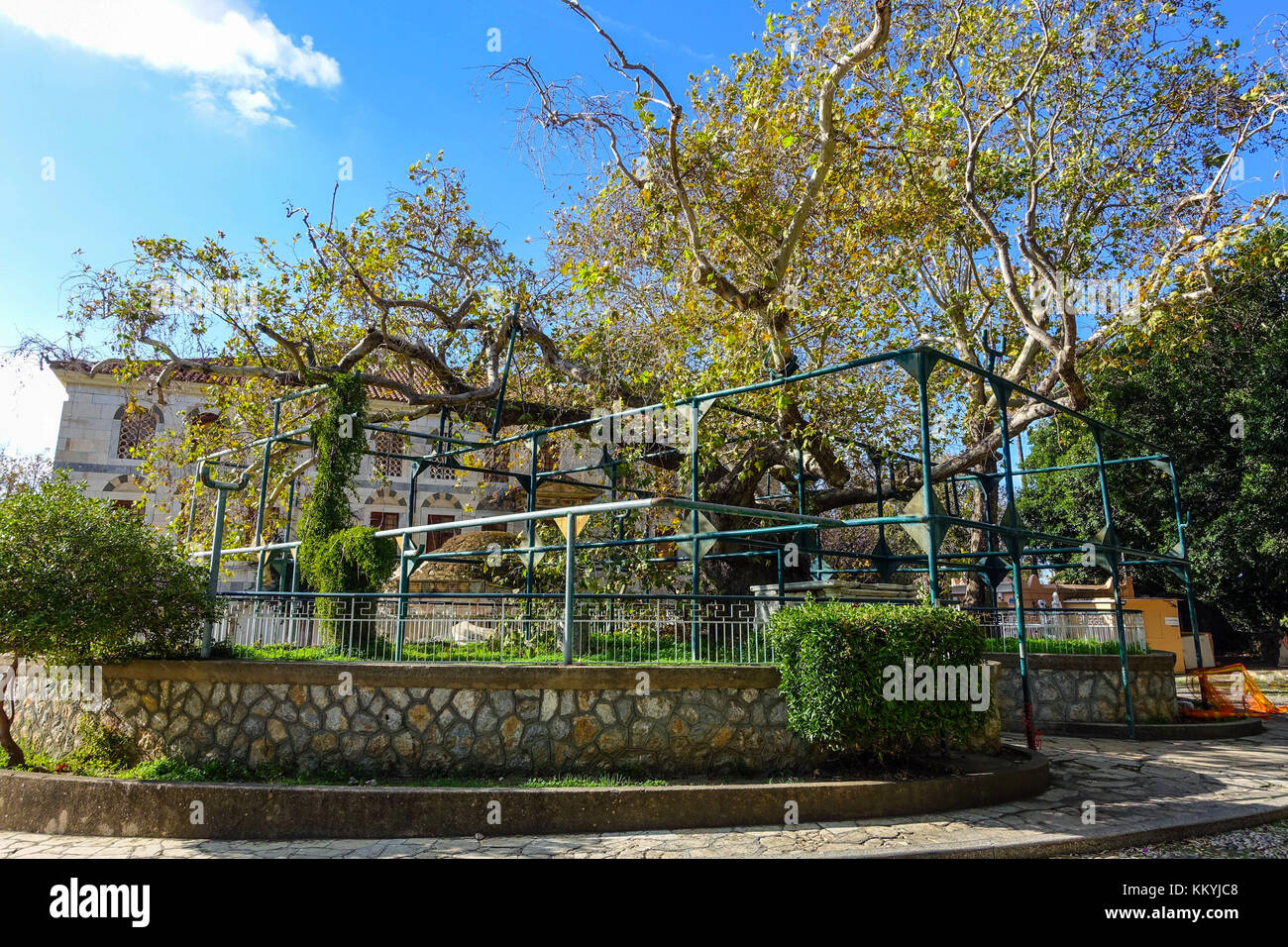 The tree of Hippocrates on the Greek island of Kos Stock Photo - Alamy