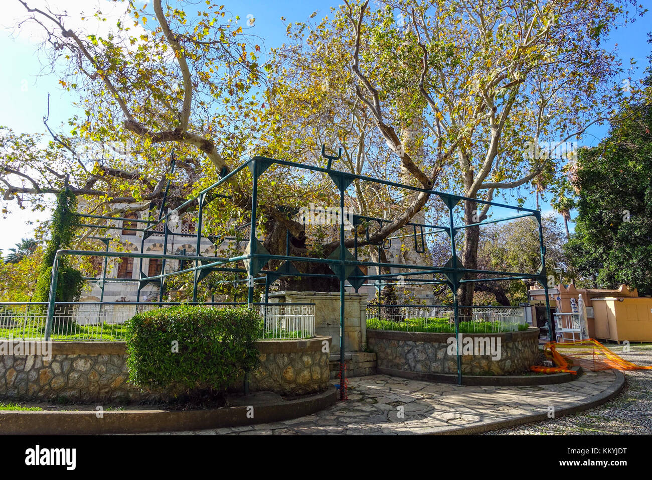 The tree of Hippocrates on the Greek island of Kos Stock Photo - Alamy