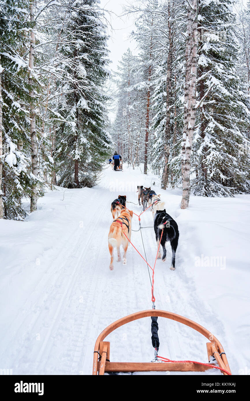 Husky dogs in sled in Rovaniemi forest, in winter Finland, Lapland ...