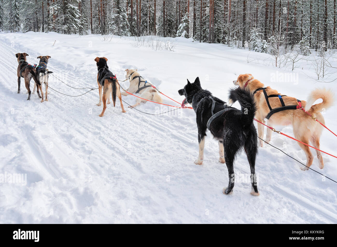 Husky dogs in sledding in winter forest in Rovaniemi, Lapland, Northern ...