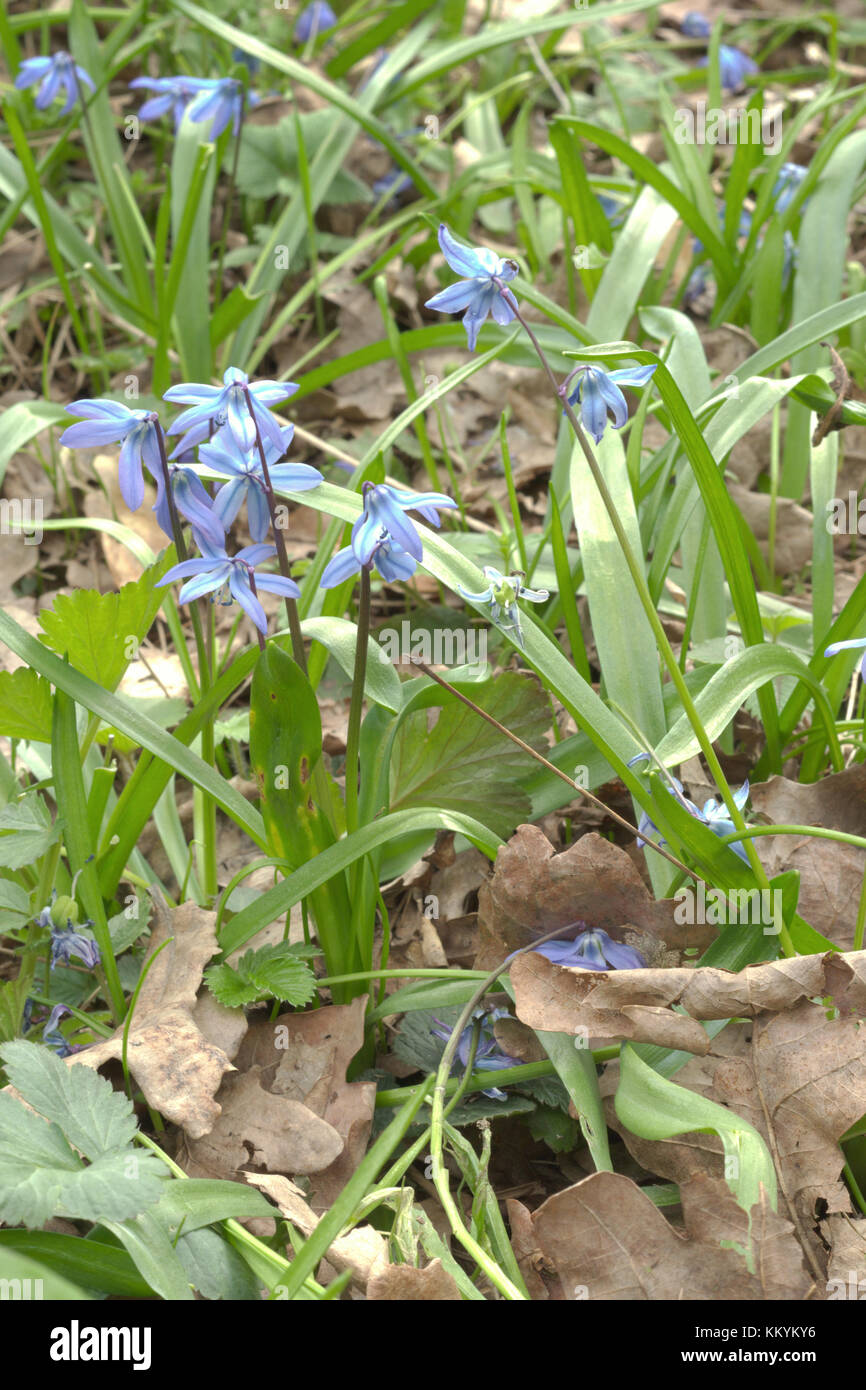 withering Siberian Squill flowers. stealing beauty of wild nature among ...