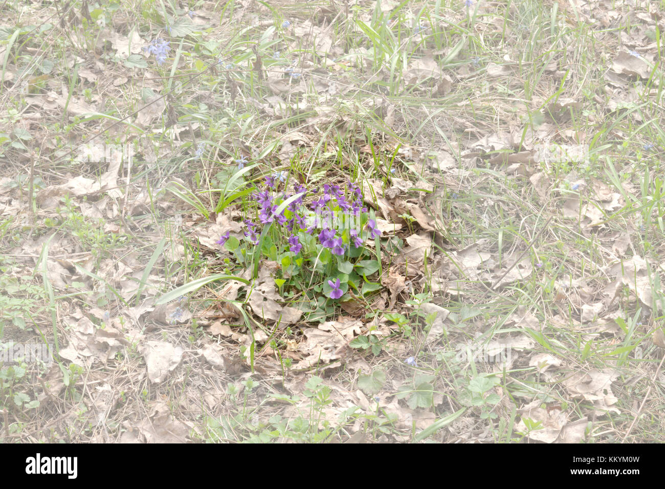 clump of viola plant among withered oak leaves. Purples wild flowers of ...