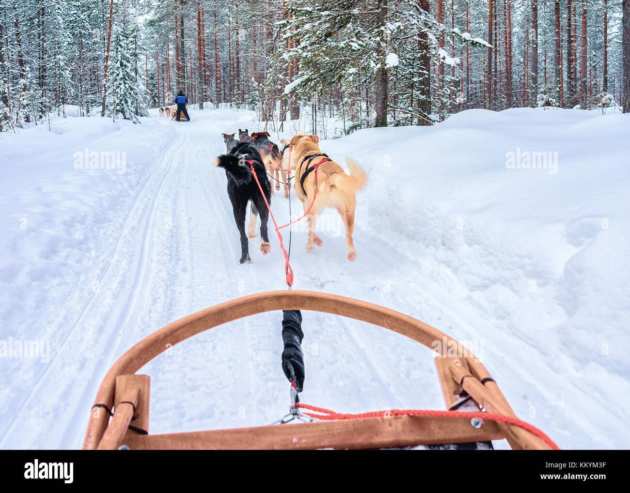 Husky dogs in sleigh in Rovaniemi forest, in winter Finland, Lapland ...