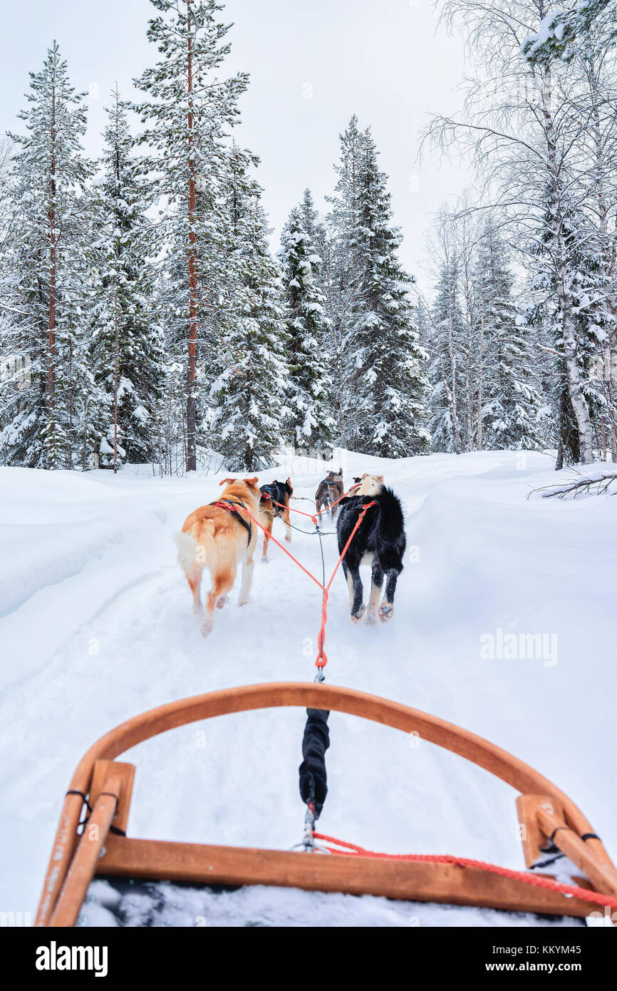 Husky dogs on sled at Rovaniemi forest, in winter Finland, Lapland ...