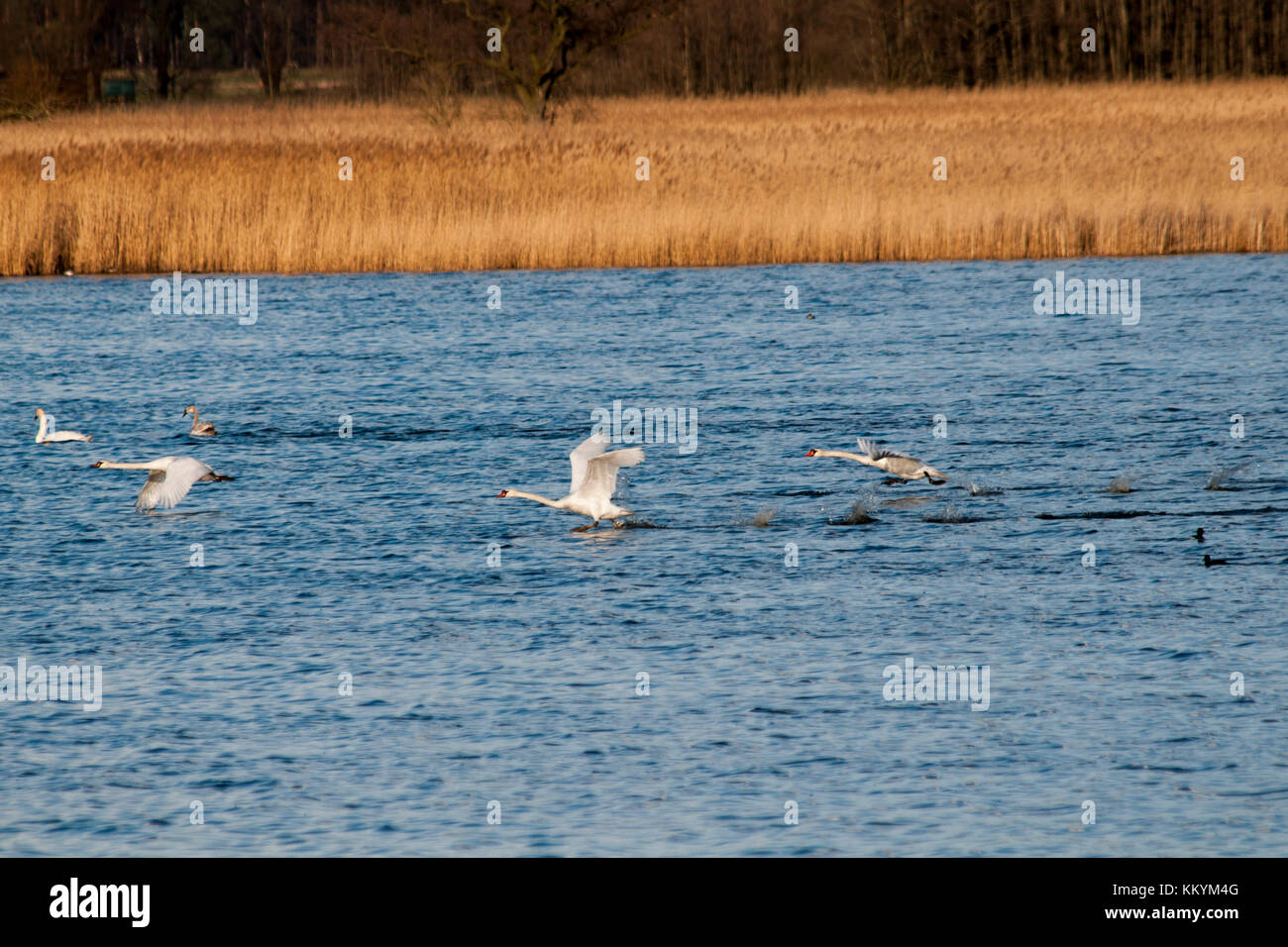 Mute Swan starting from Rietzer See (Lake Rietz), a nature reserve near ...