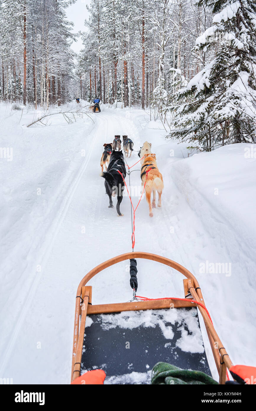Husky dogs on sled in Rovaniemi forest, in winter Finland, Lapland ...