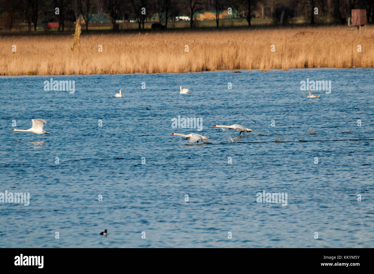 Mute Swan starting from Rietzer See (Lake Rietz), a nature reserve near ...