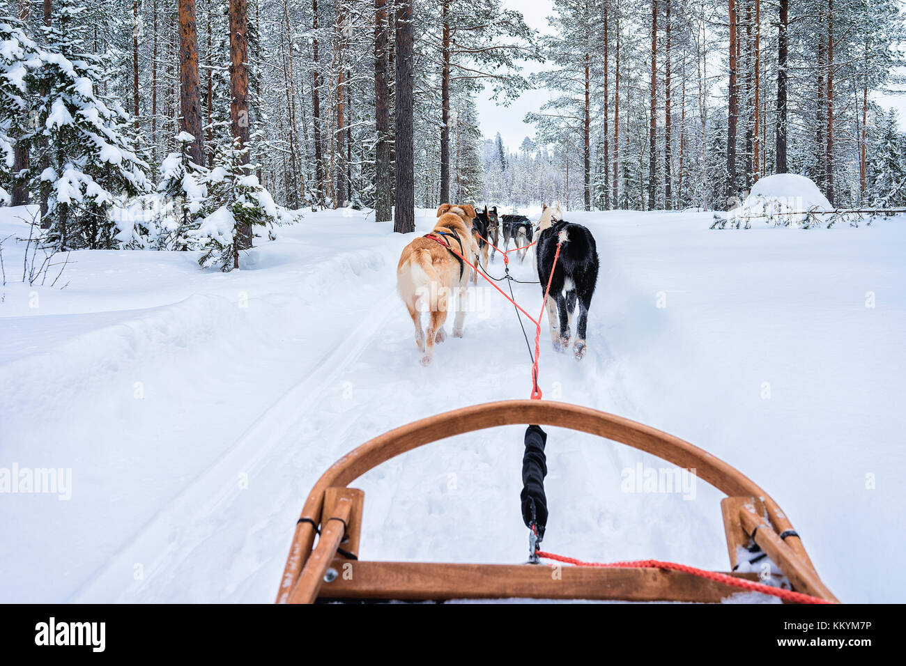 Husky dogs on sledding in Rovaniemi forest, in winter Finland, Lapland ...